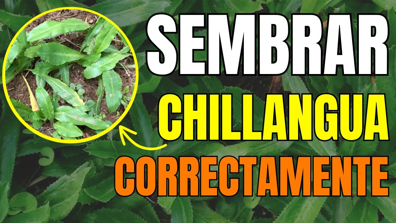 Como SEMBRAR CHILLANGUA en Casa Correctamente (Culantro, Culantro de ...
