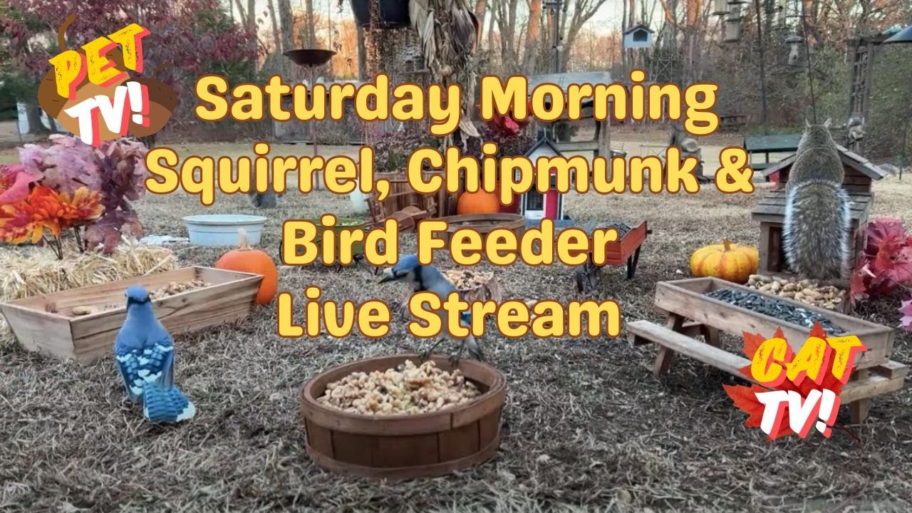 Saturday Morning Squirrel, Chipmunk & Bird Feeder Live Stream PET TV ...