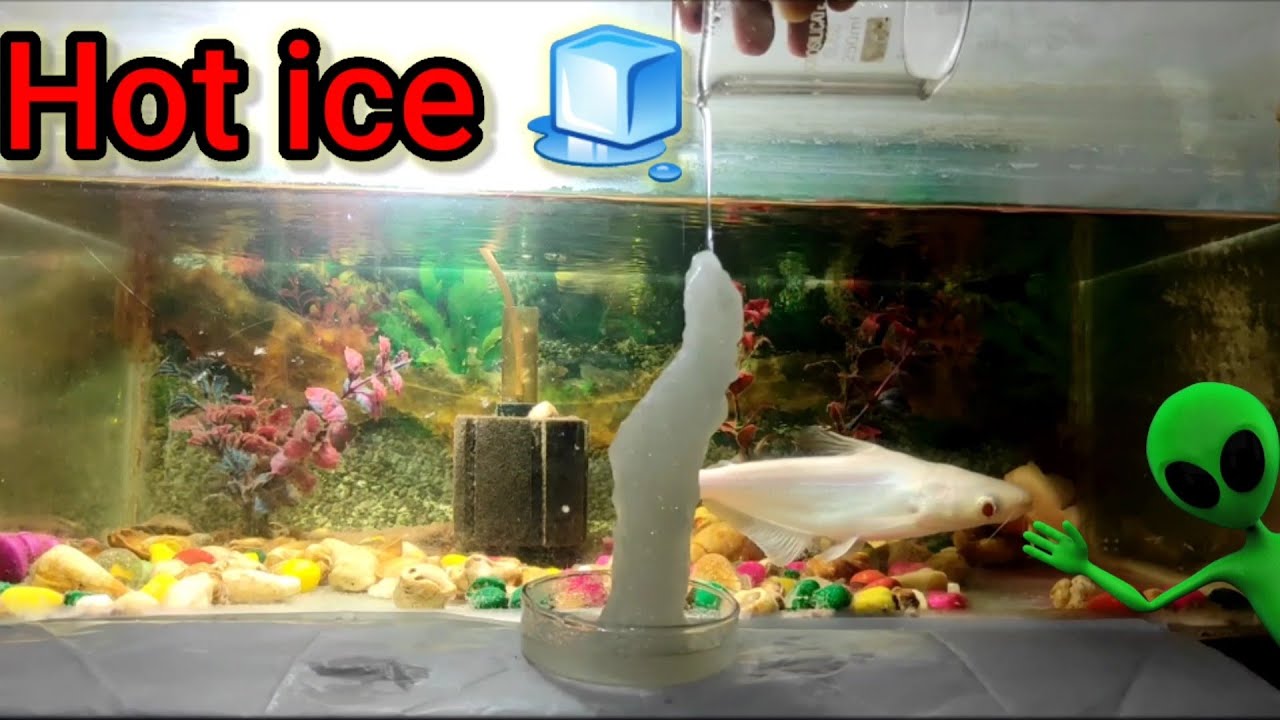 Hot ice experiment || sodium acetate react with water and heat#ice #hot ...