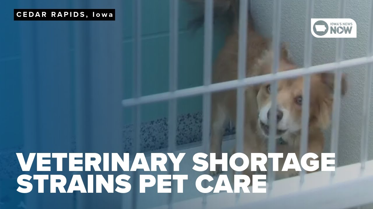Veterinary shortage in Iowa: Clinics struggle with burnout, debt, and ...