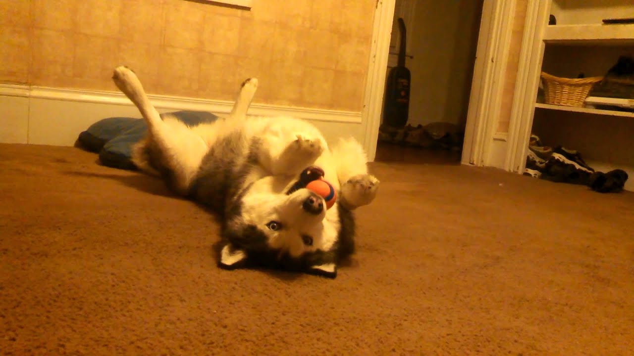 Siberian husky playing with ball - YouTube