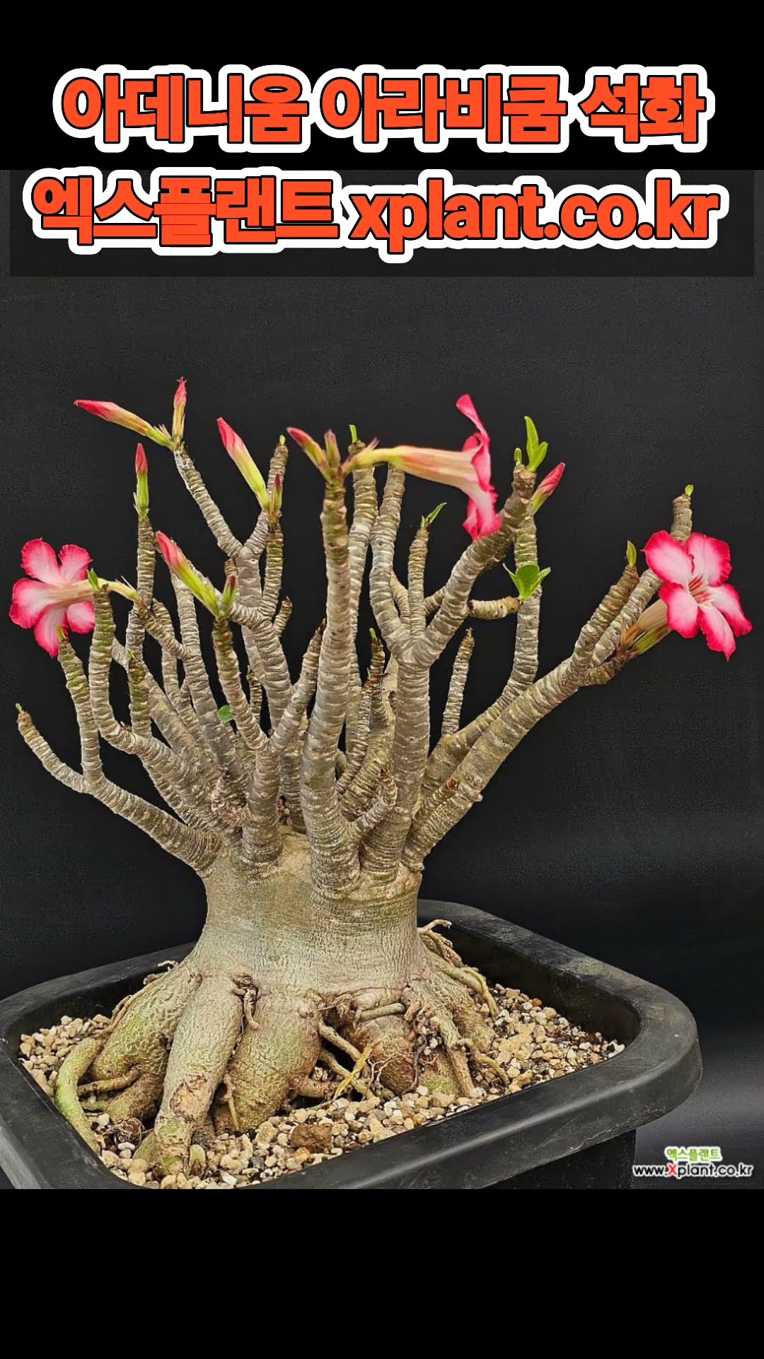 희귀다육 가장 많은곳 엑스플랜트 다육판매 다육라이브 다육이 다육식물 다육 Succulents