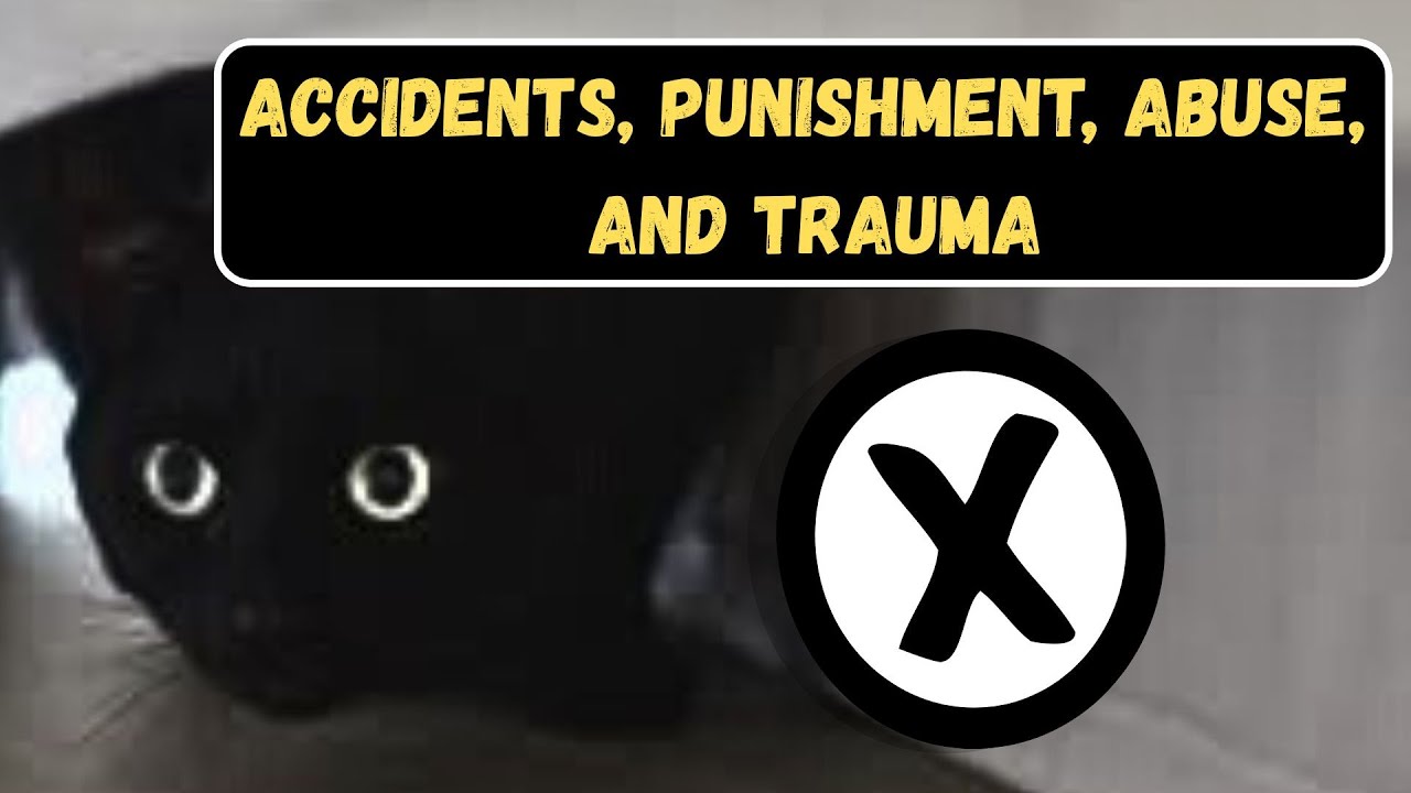 Why Cats Remember BAD Experiences, Even If You Apologize - YouTube