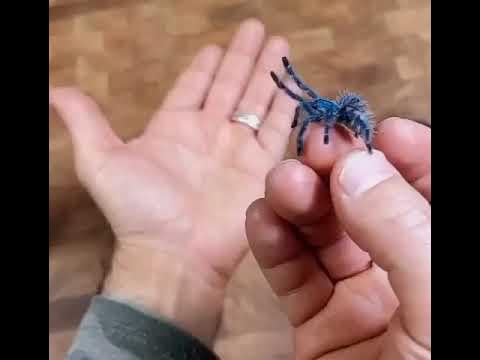 spider flip - YouTube