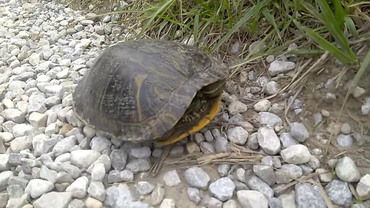 Big box turtle - YouTube
