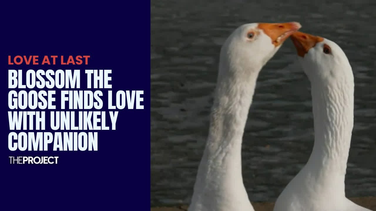 Blossom The Goose Finds Love With Unlikely Companion - YouTube