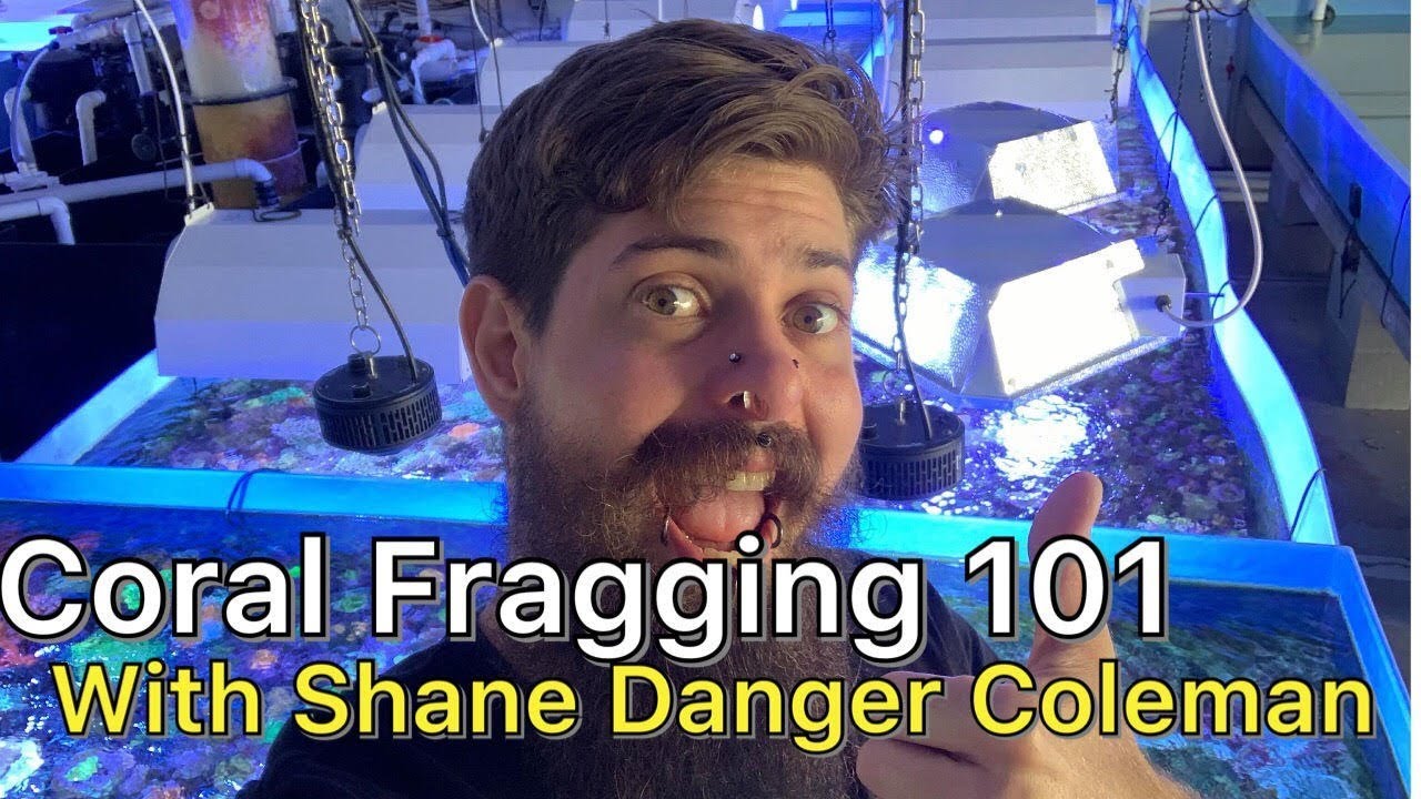 How to frag coral with Shane Danger Coleman - Everything you need to ...