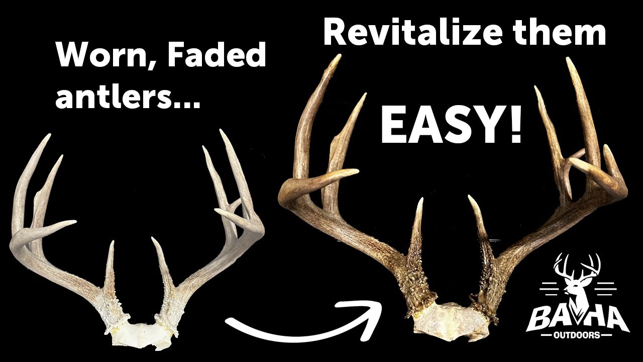 Bring old antlers back to life with simple wood staining! - YouTube