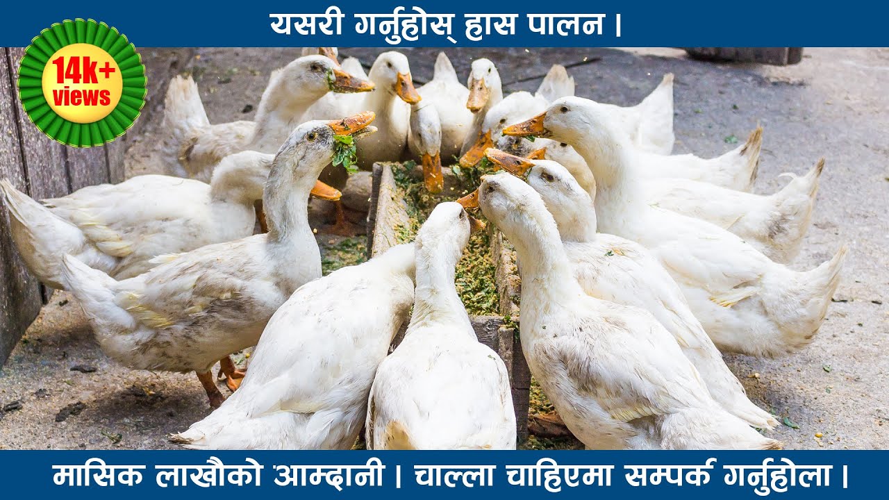 Duck Farming In Nepal ।। हाँस पालन ।। Aviyan Krishi Firm. - YouTube