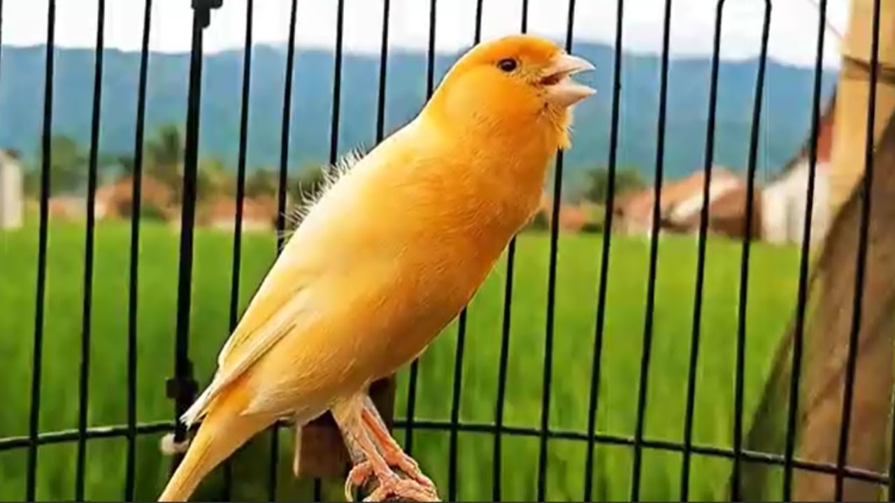 A Special Canary to Seduce All The Canaries - The Belgian Singing ...