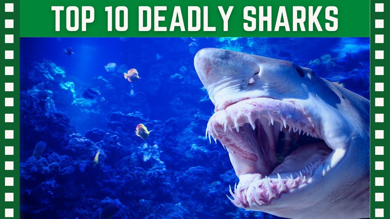 Top 10 Most Deadly Sharks| Top 10 Clipz - YouTube