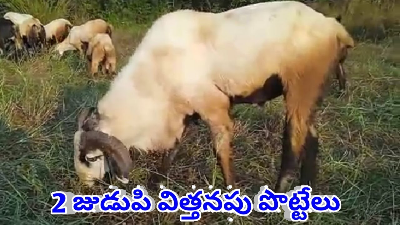 BIGGEST JUDUPI SHEEP RAMS 8374965733 POTTELU పొట్టేలు BAKRA - YouTube