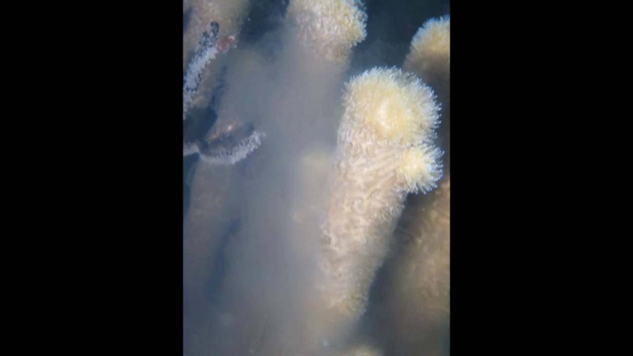 Pillar Coral Spawning - YouTube