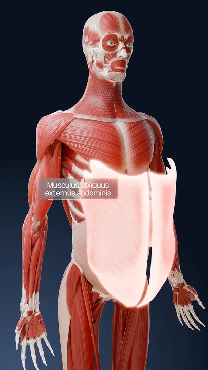 Core muscles anatomy in 3D: abdominal muscles explained with VOKA 3D Anatomy & Pathology - YouTube