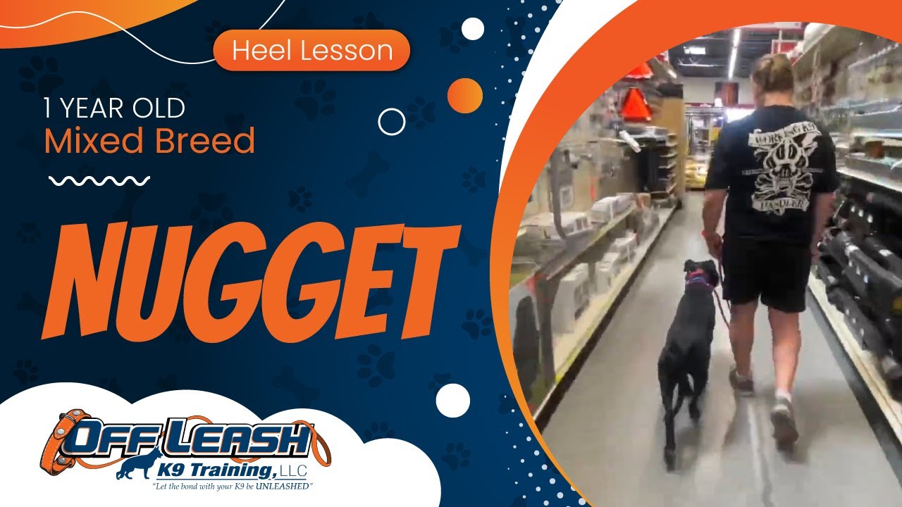 1 yo Mixed Breed Nugget ~ Best Mixed Breed Trainers ~ Off Leash K9 ...
