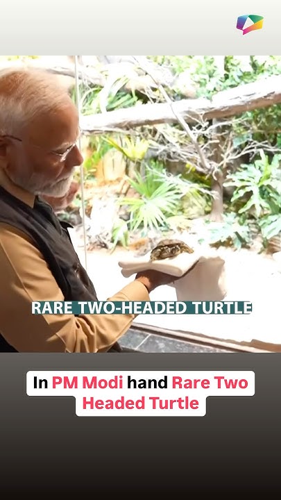 In PM Narendra Modi hand Rare Two Headed Turtle at Vantara. # ...