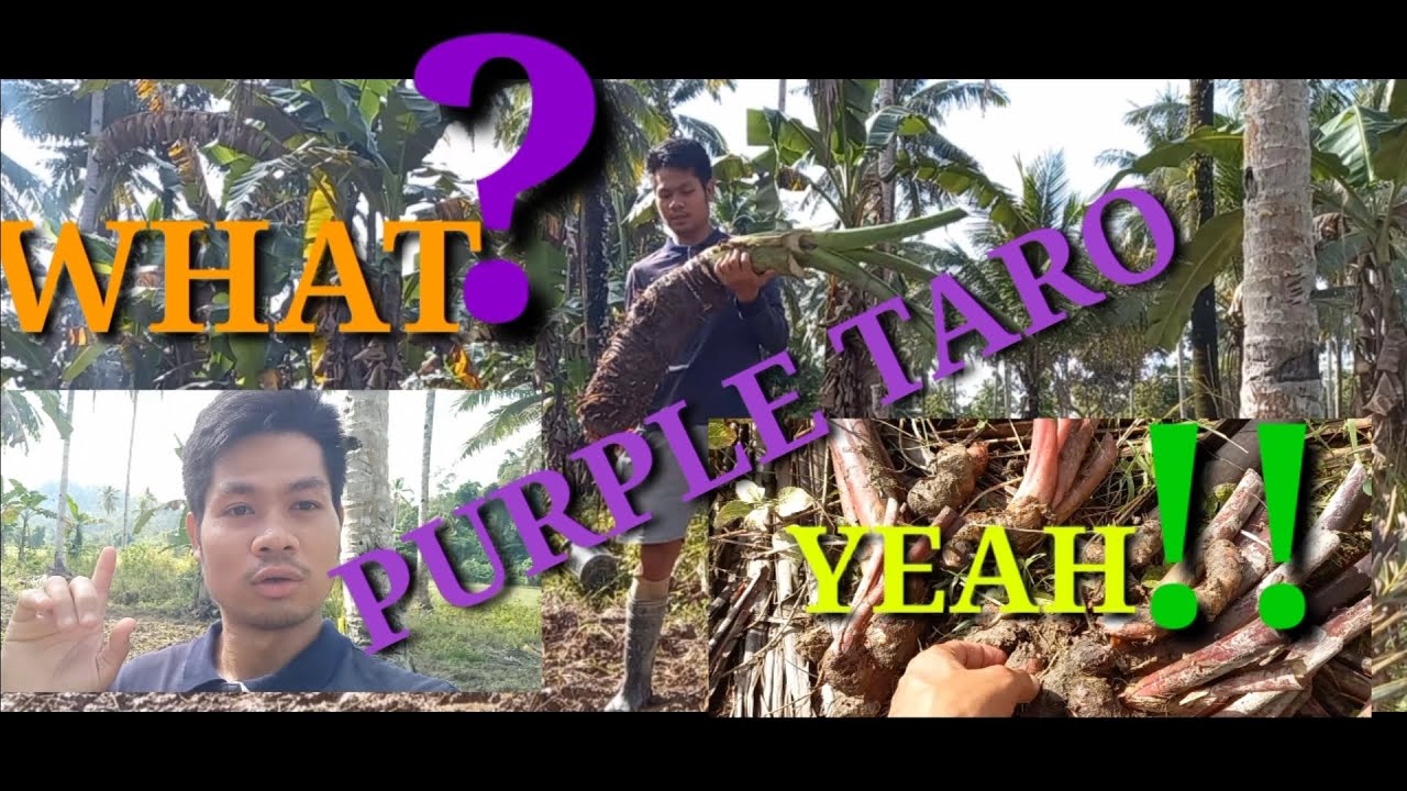 PLANTING PURPLE TARO(#VIOLET)HOW TO DO IT - YouTube