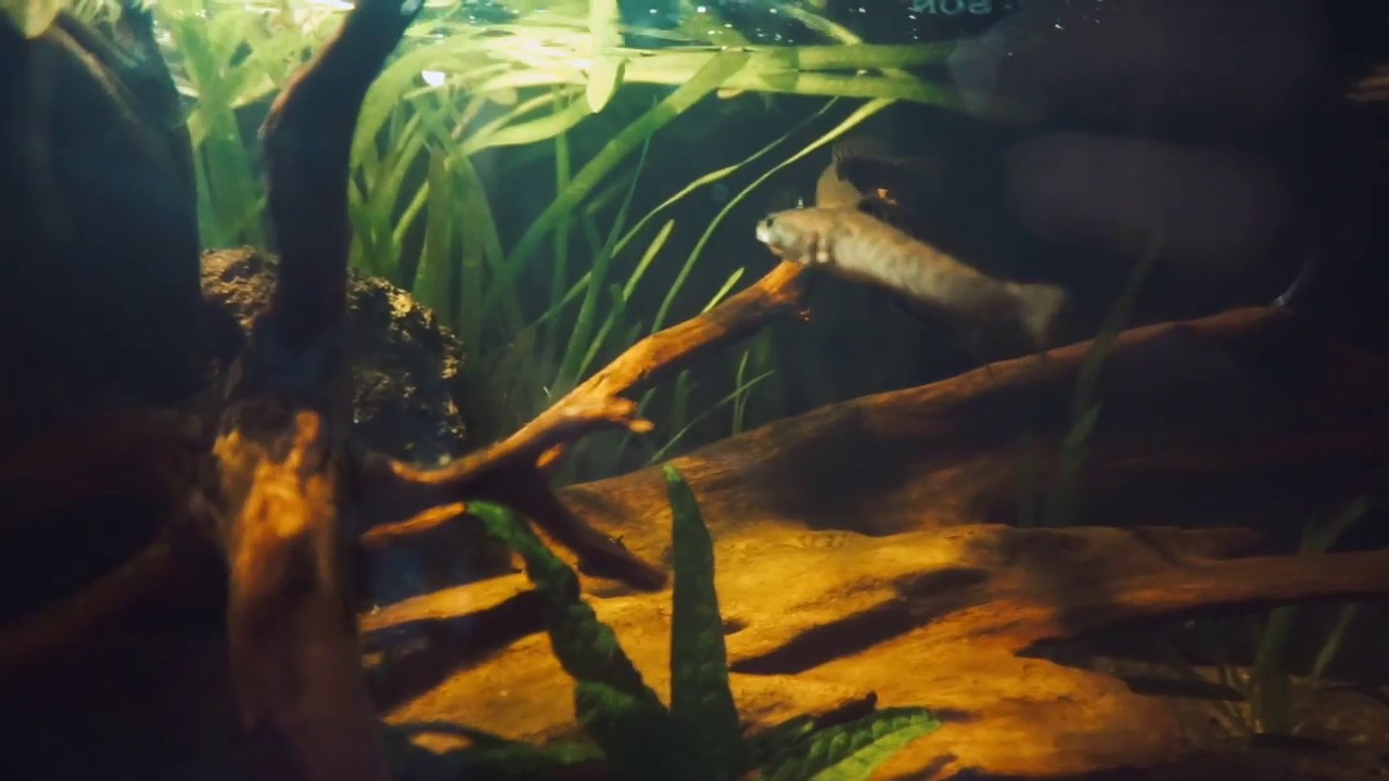 Biotop Tank Setup For Chana Pulchra - Astralian Slow Moving River Theme ...