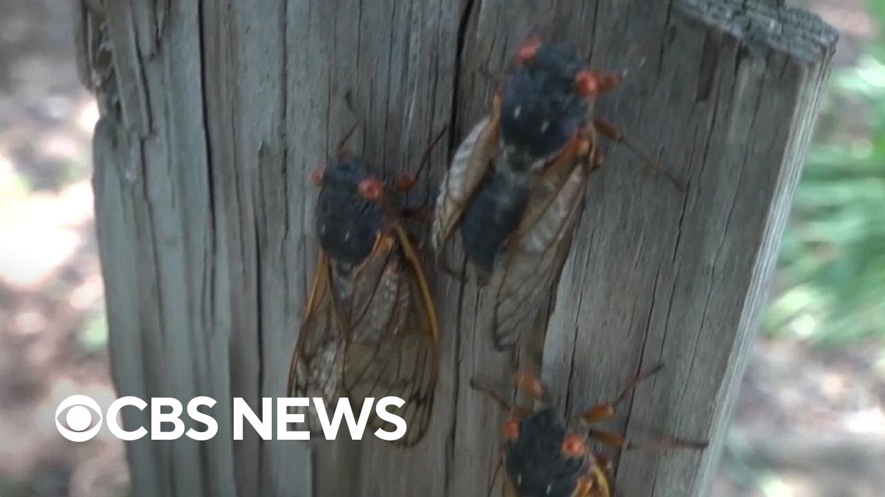 Trillions of cicadas emerge across U.S. - YouTube