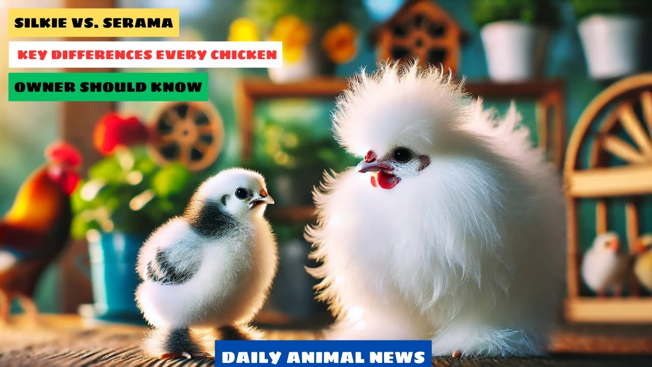 Silkie vs. Serama – Key Differences Every Chicken Owner Should Know ...