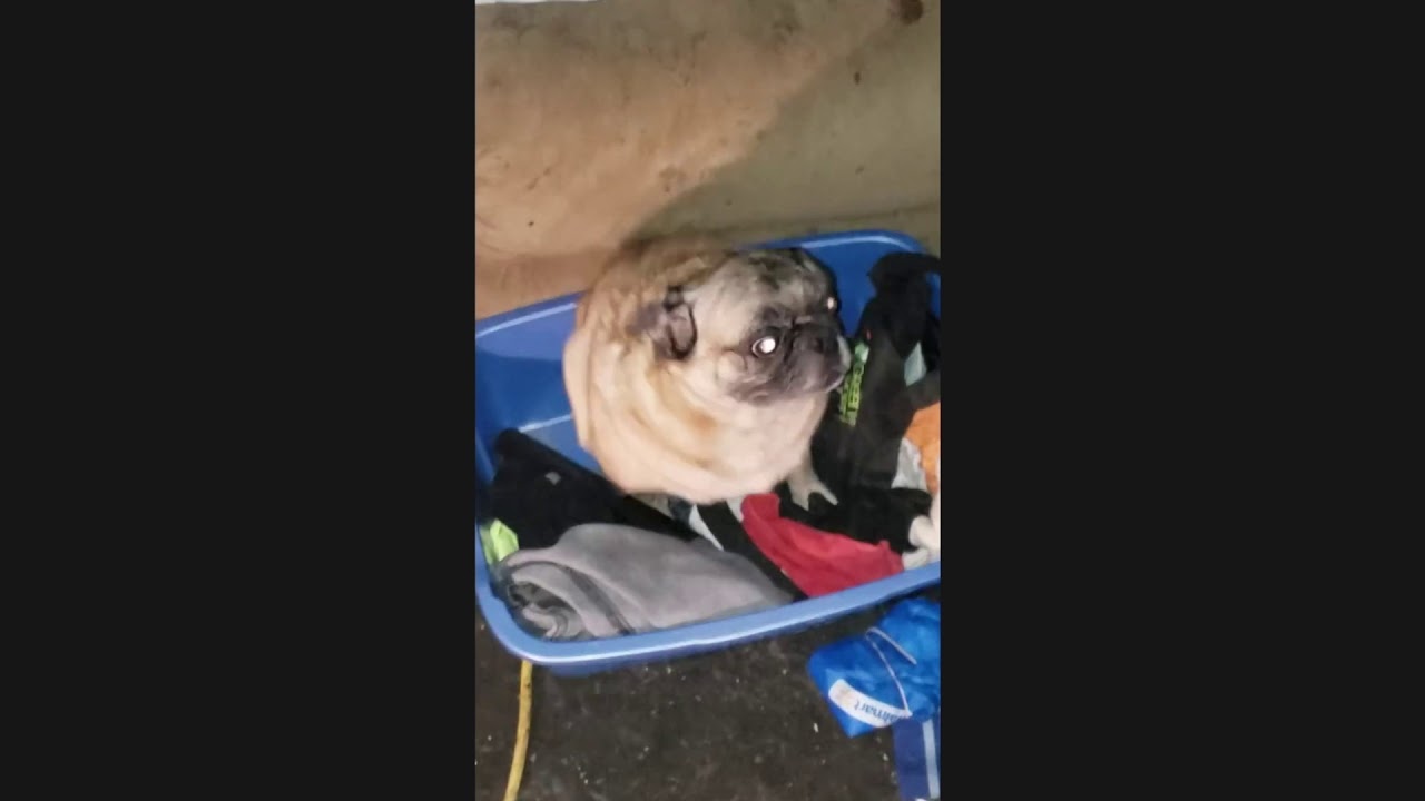pug vibing to rick roll - YouTube
