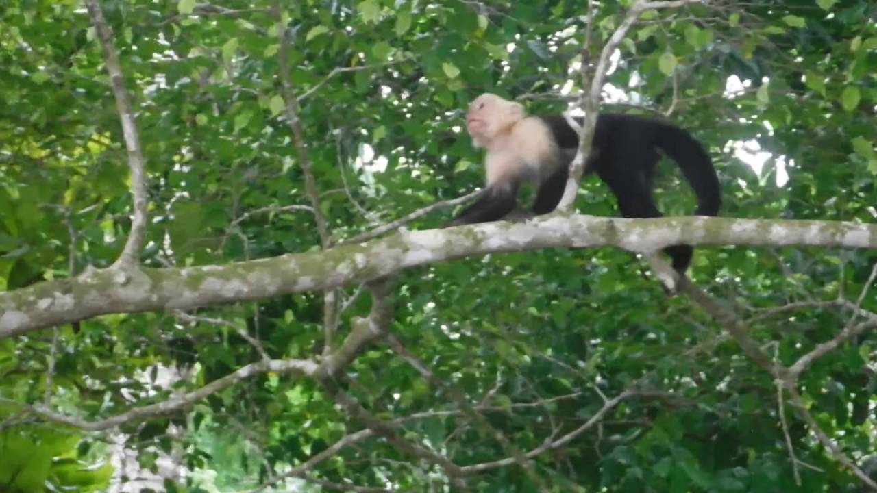 Spider Monkeys at Play - Raw and Uncut - YouTube