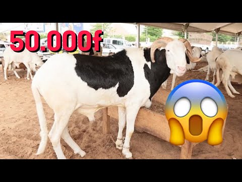 Tabaski 2022: c’est du Jamais vue li motakh may diayé khar prix bou…