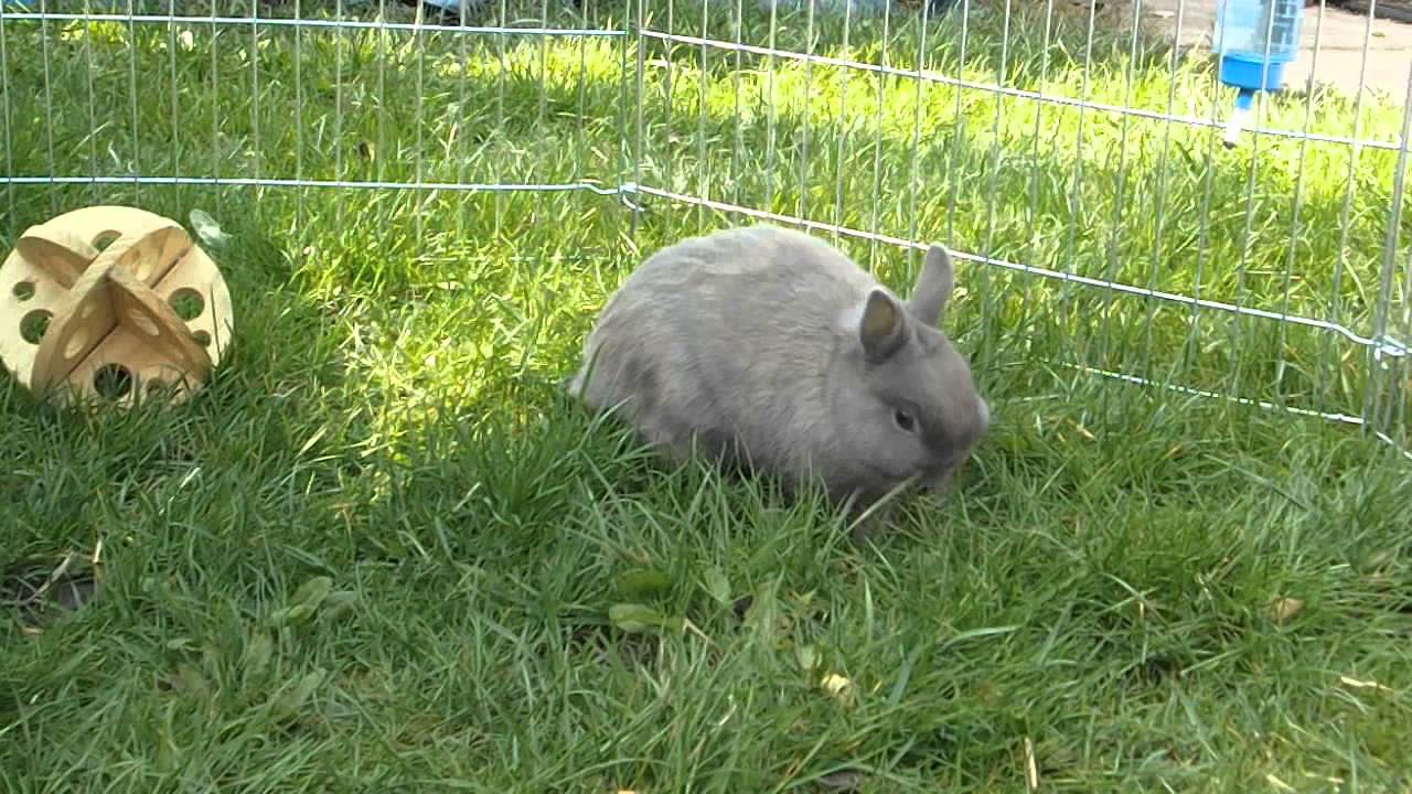 Xeno Netherland Dwarf Lilac Tort Bunny Rabbit - YouTube