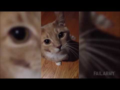 When Animals Attack Compilation Part 2 by FailArmy HD - YouTube