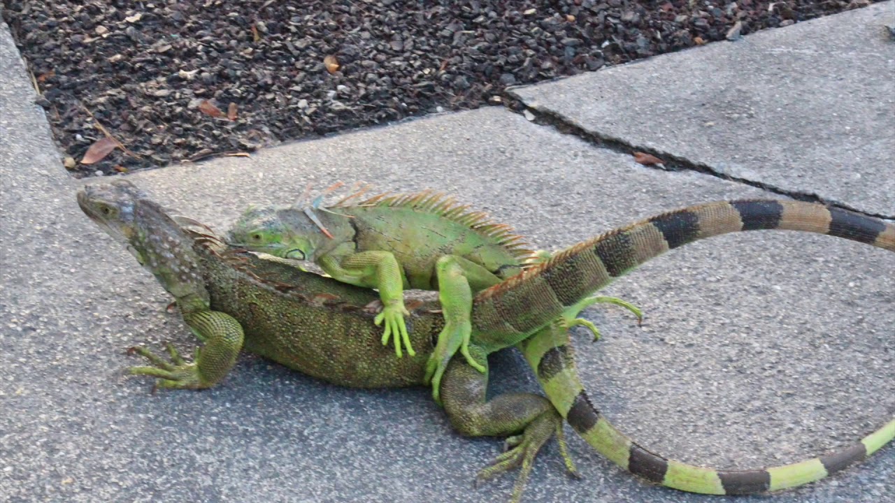 Iguanas (Key West, Florida) - YouTube