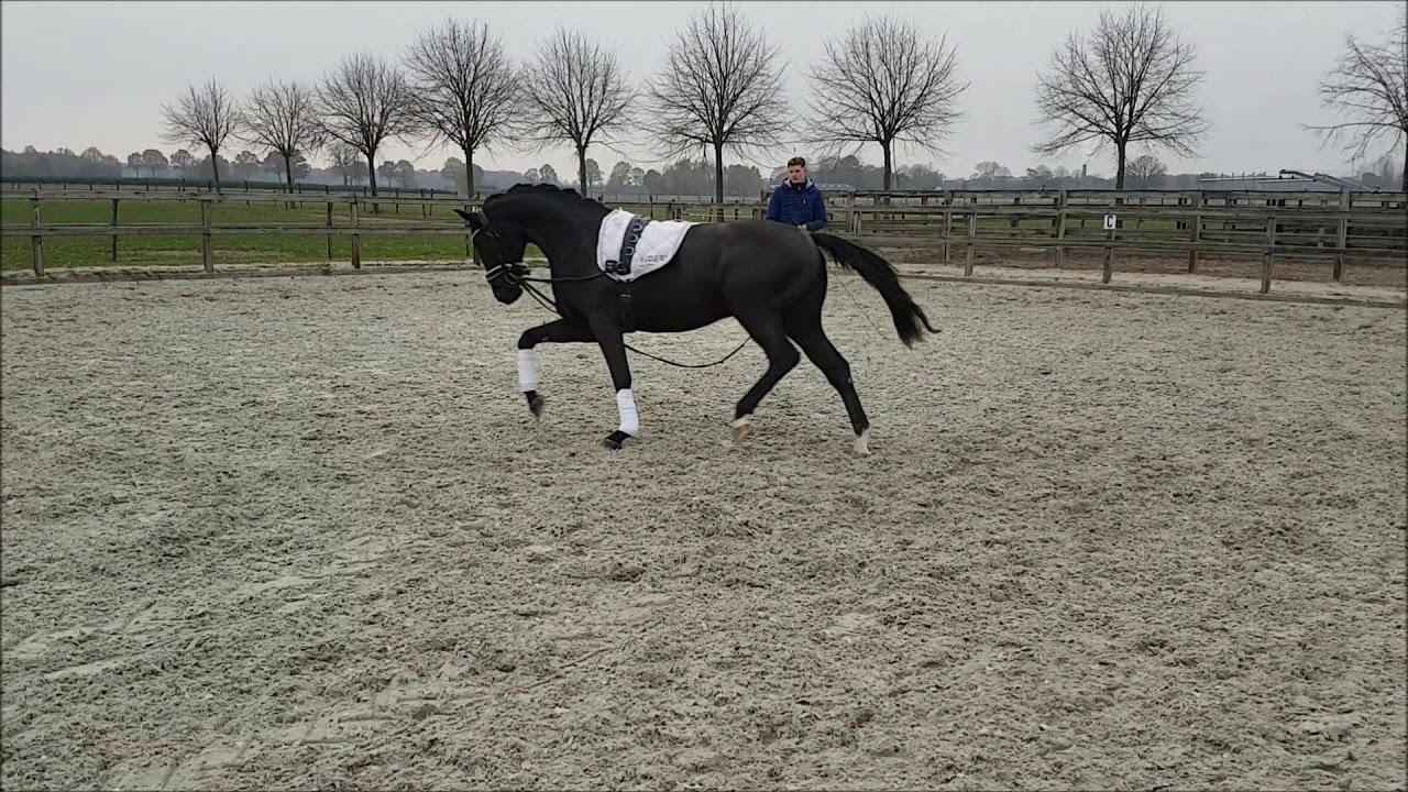 KWPN stallion Rousseau x Ronaldo - YouTube