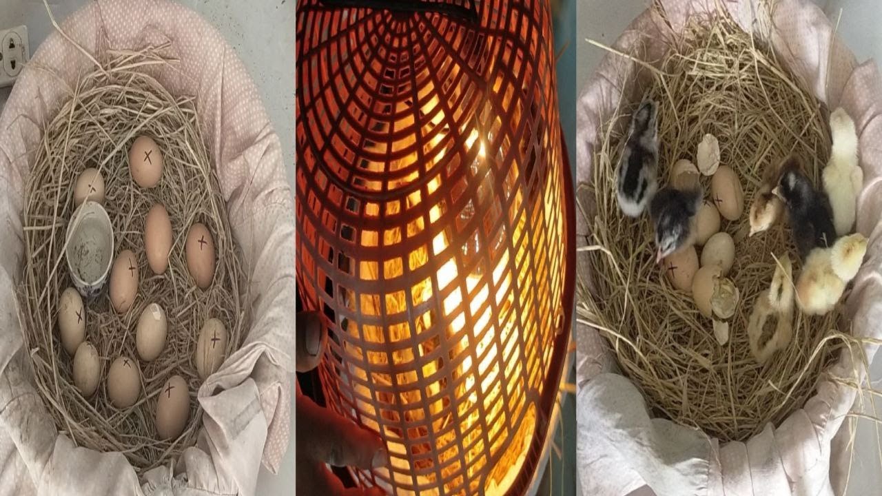 Artificial chicken hatching - YouTube