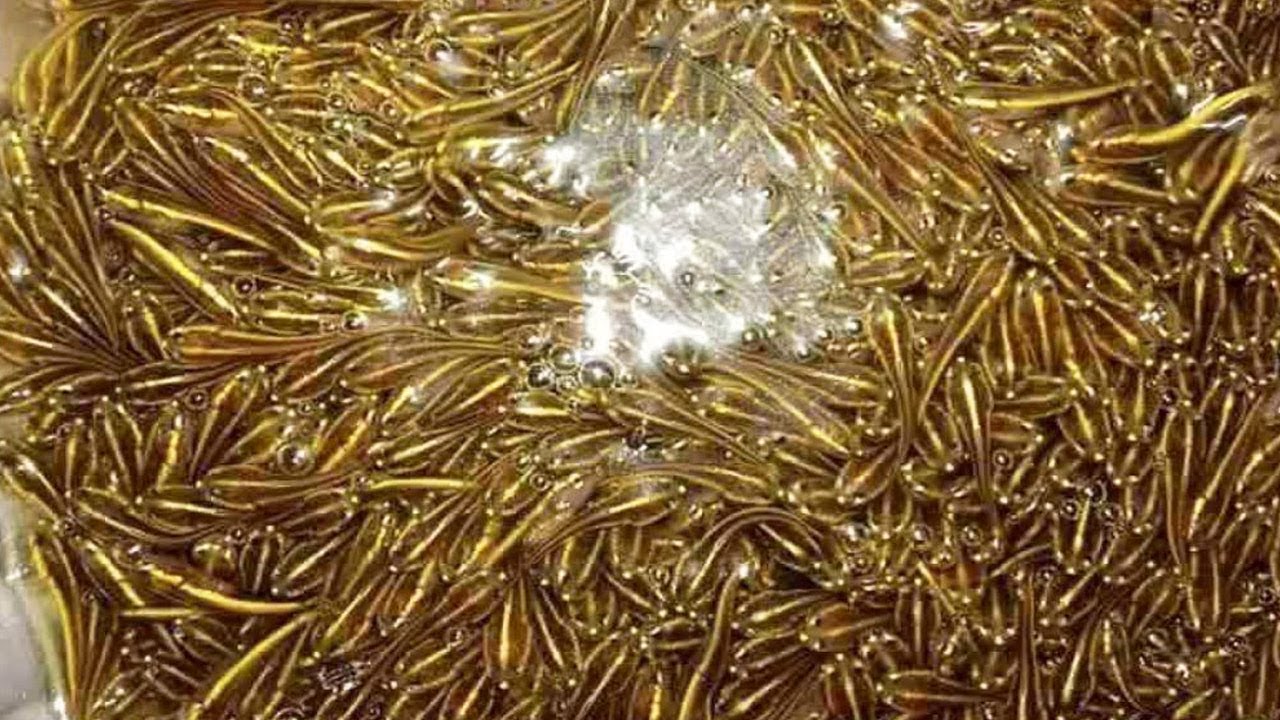 Tiny Fish Catching || Small Taki Fish Hunting in the Beautiful Village ...