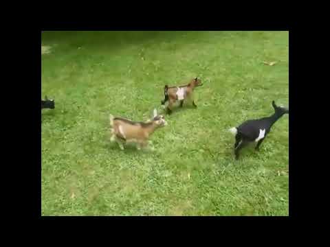 Zıplayan Komik Yavru Keçiler :)
