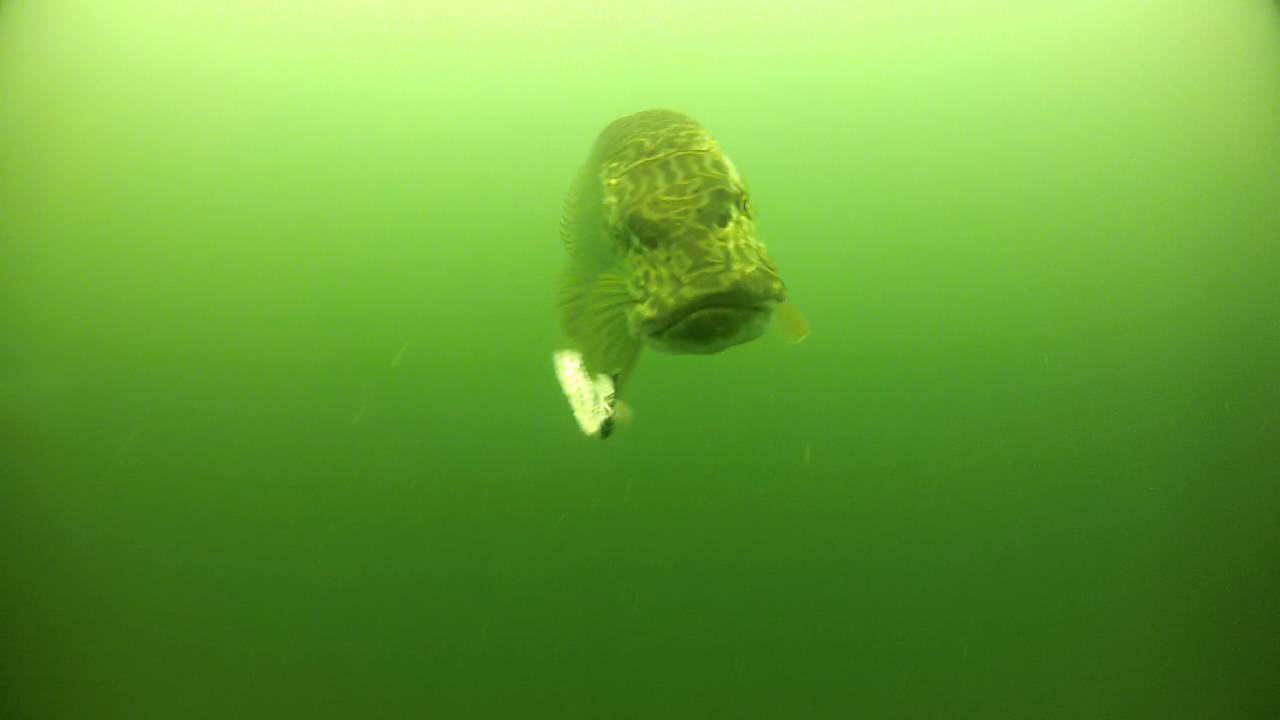 Tiger Musky Attack - YouTube