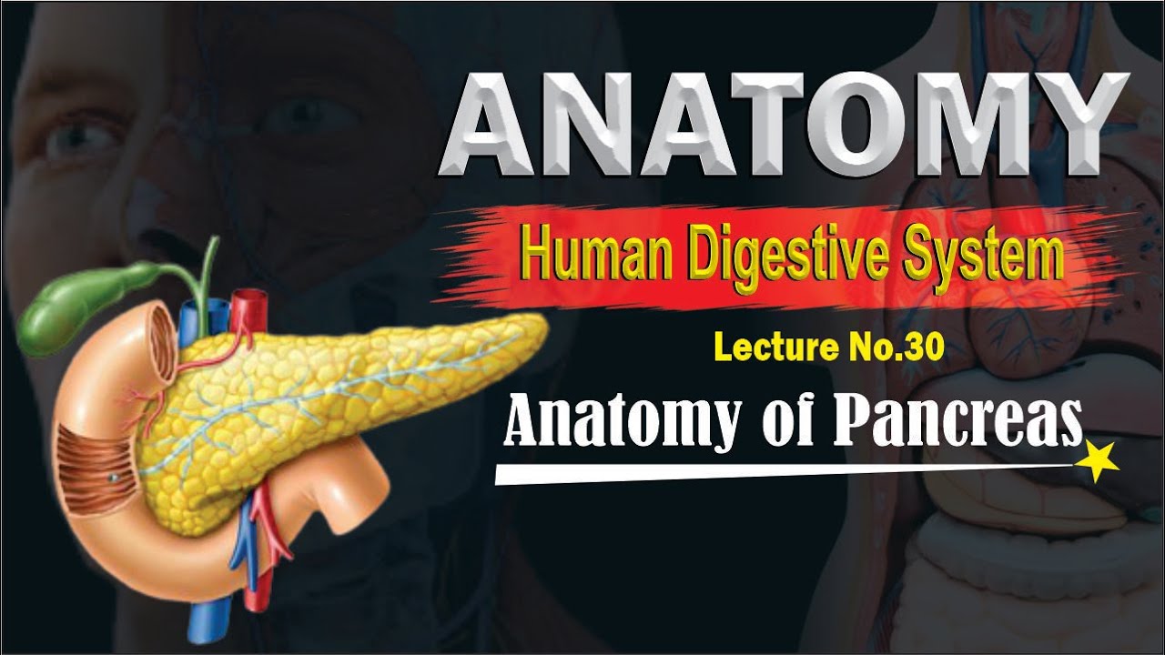 Pancrease Anatomy Pancrease Anatomy And Physiology Class 10th