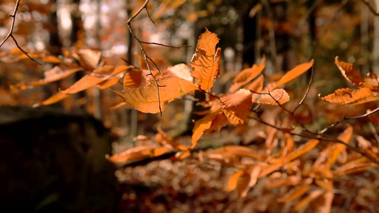 Last Breath of Beech or Marcescence - My Wild Minute - YouTube