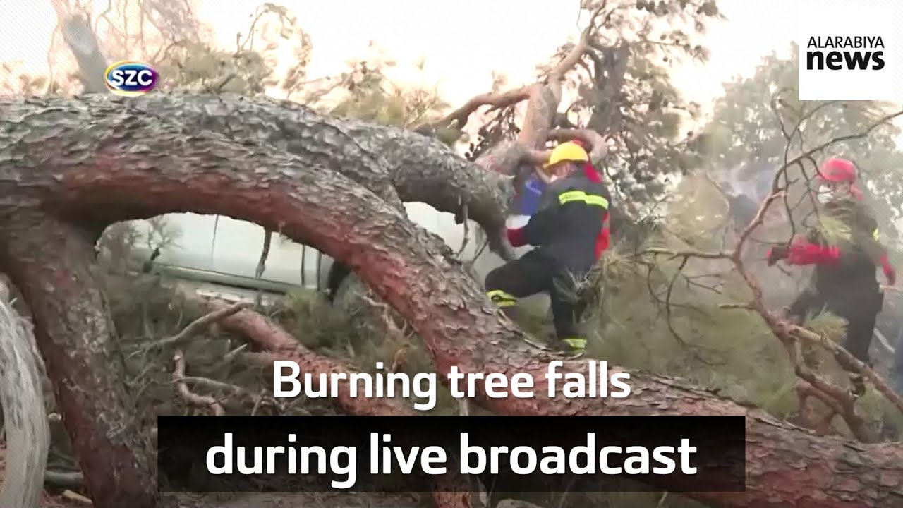 Burning tree falls during live broadcast - YouTube