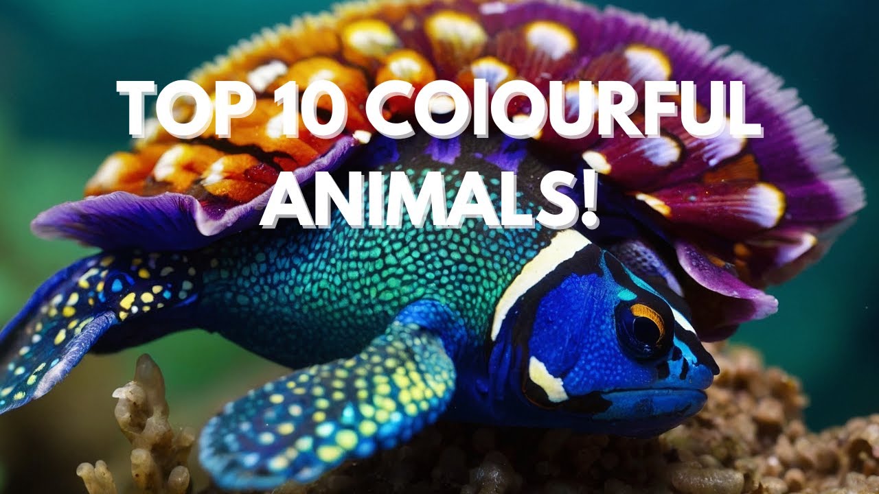 Colorful Creatures: 10 Most Vibrant Animals in the World! - YouTube