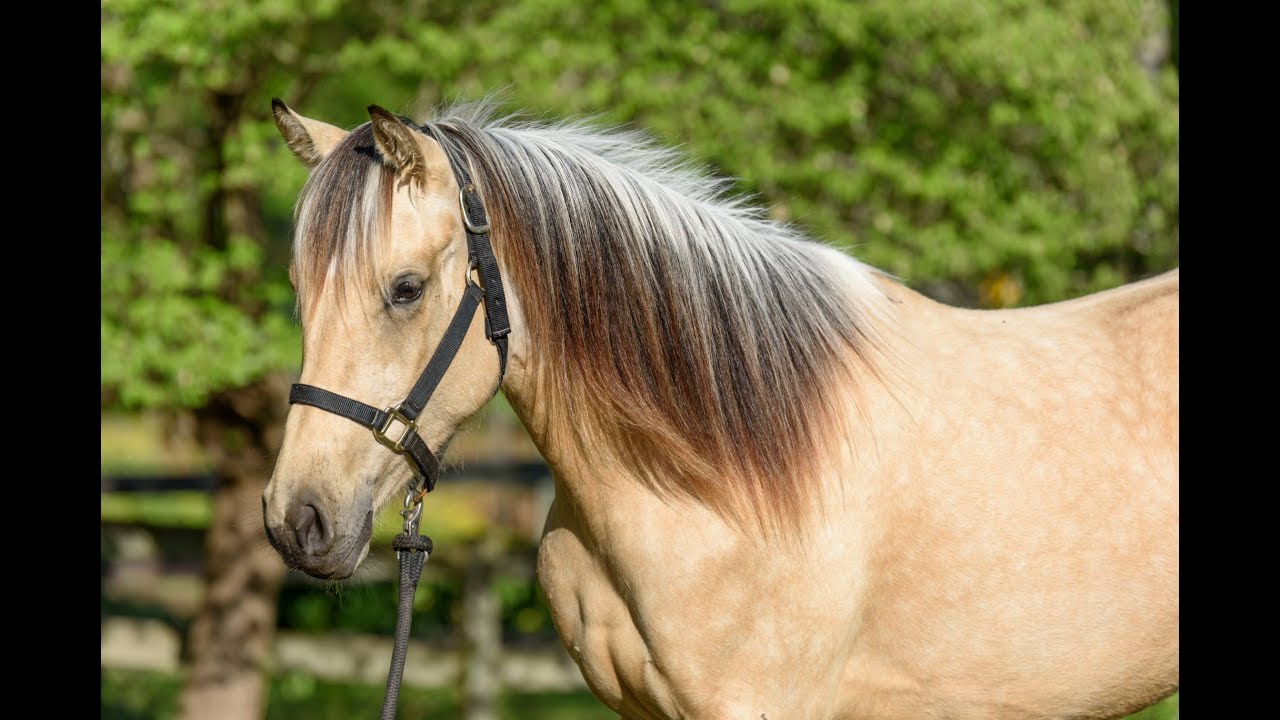Communicating with Your Horse Using Your Voice // Horse Training Tips ...