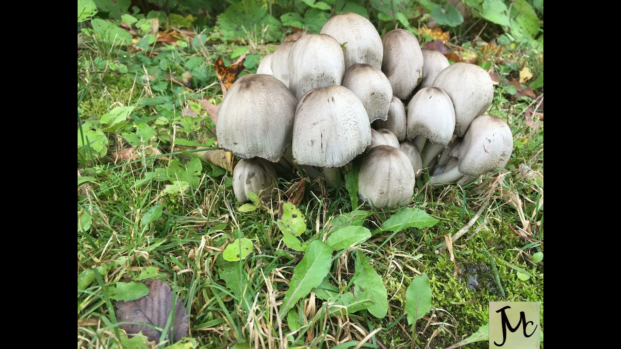 Common inky cap - YouTube