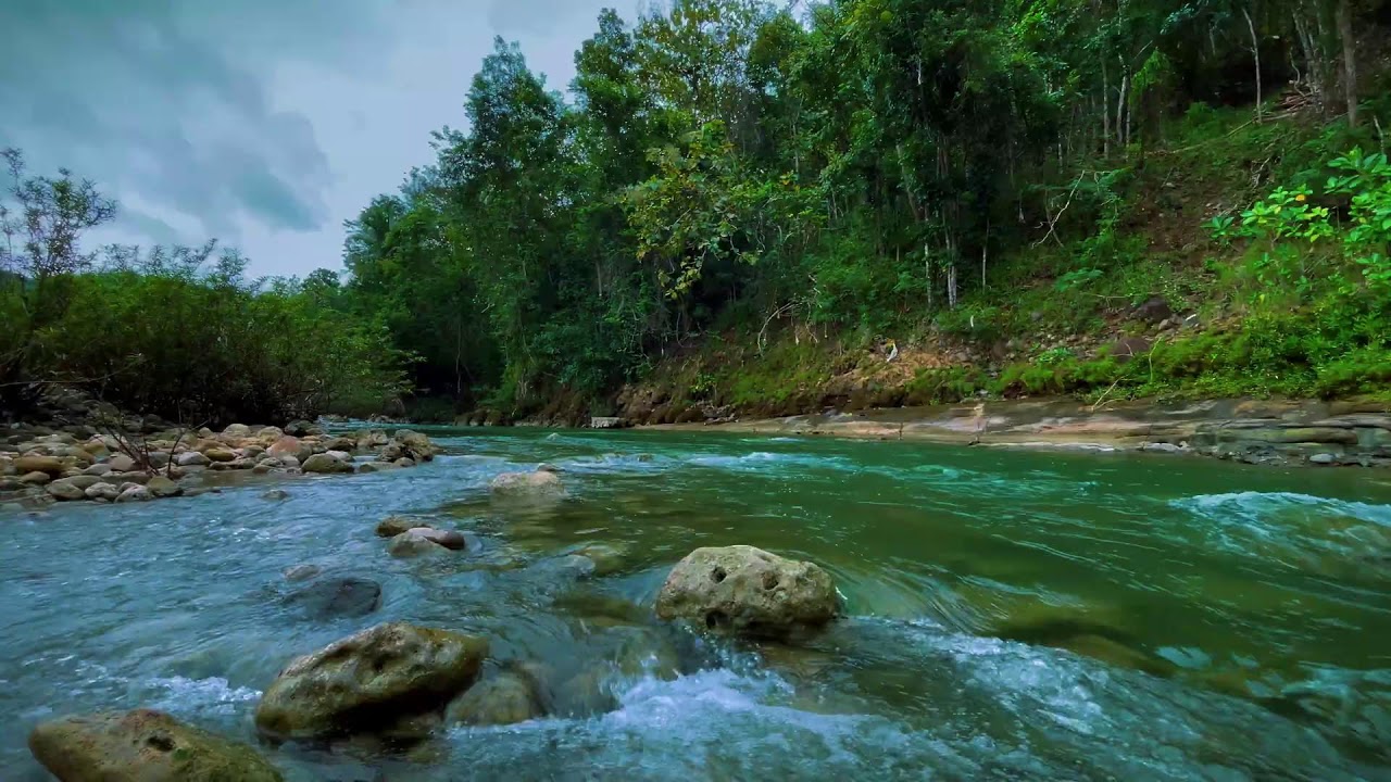 Calming River Sounds in Dense Tropical Forest | Natural Stream Ambience ...