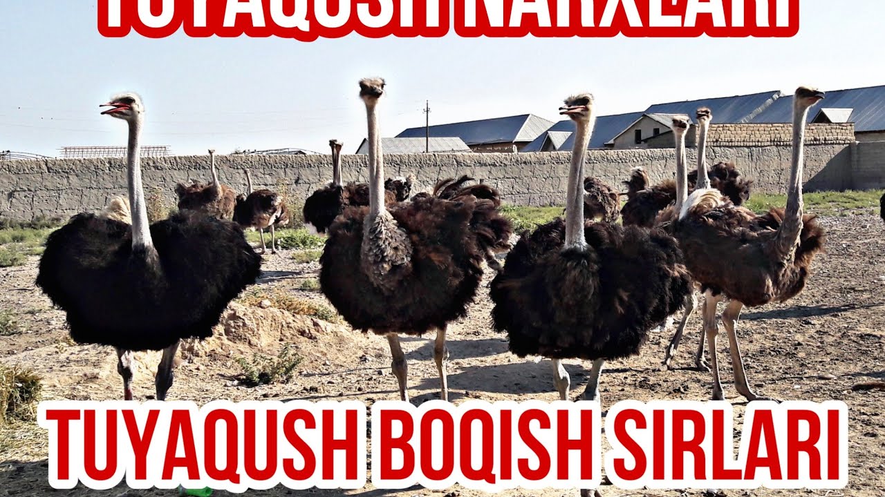 TUYAQUSH BOQISH SIRLARI VA NARXLARI - YouTube