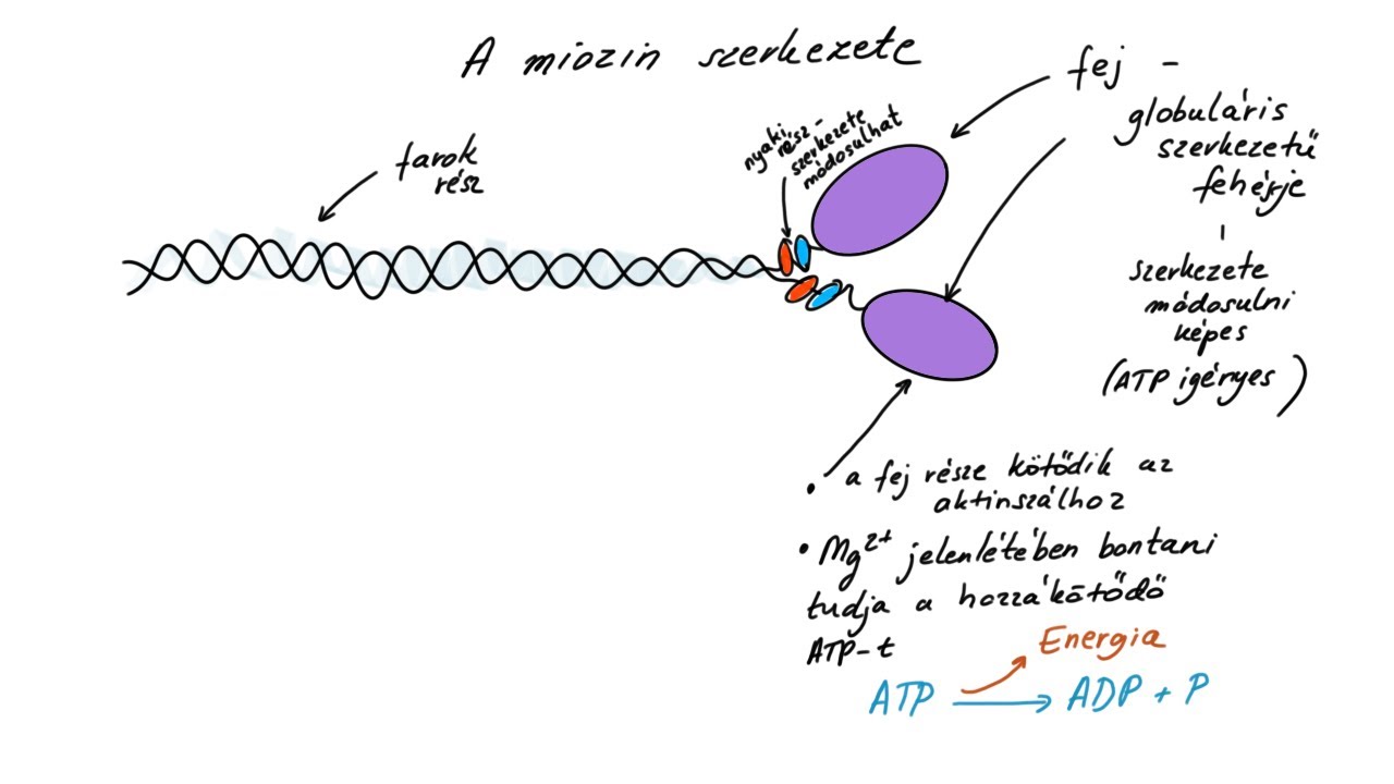 Az aktin és a miozin (az izomösszehúzódás molekuláris alapja) - YouTube