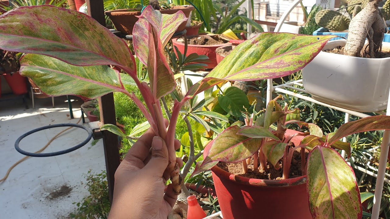 How to Grow Aglaonema by Cutting || Propagation of Agalaonem/ Chinese ...