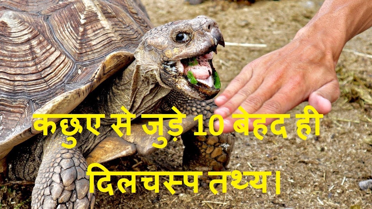कछुए के जीवन से जुड़े 10 बेहद ही दिलचस्प तथ्य। Interesting facts about ...