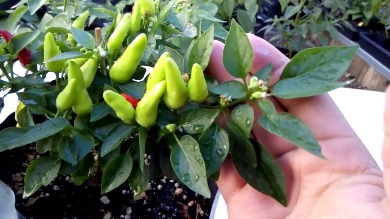 CHILE SUPER CHILLI YouTube chile-super-chilli-youtube