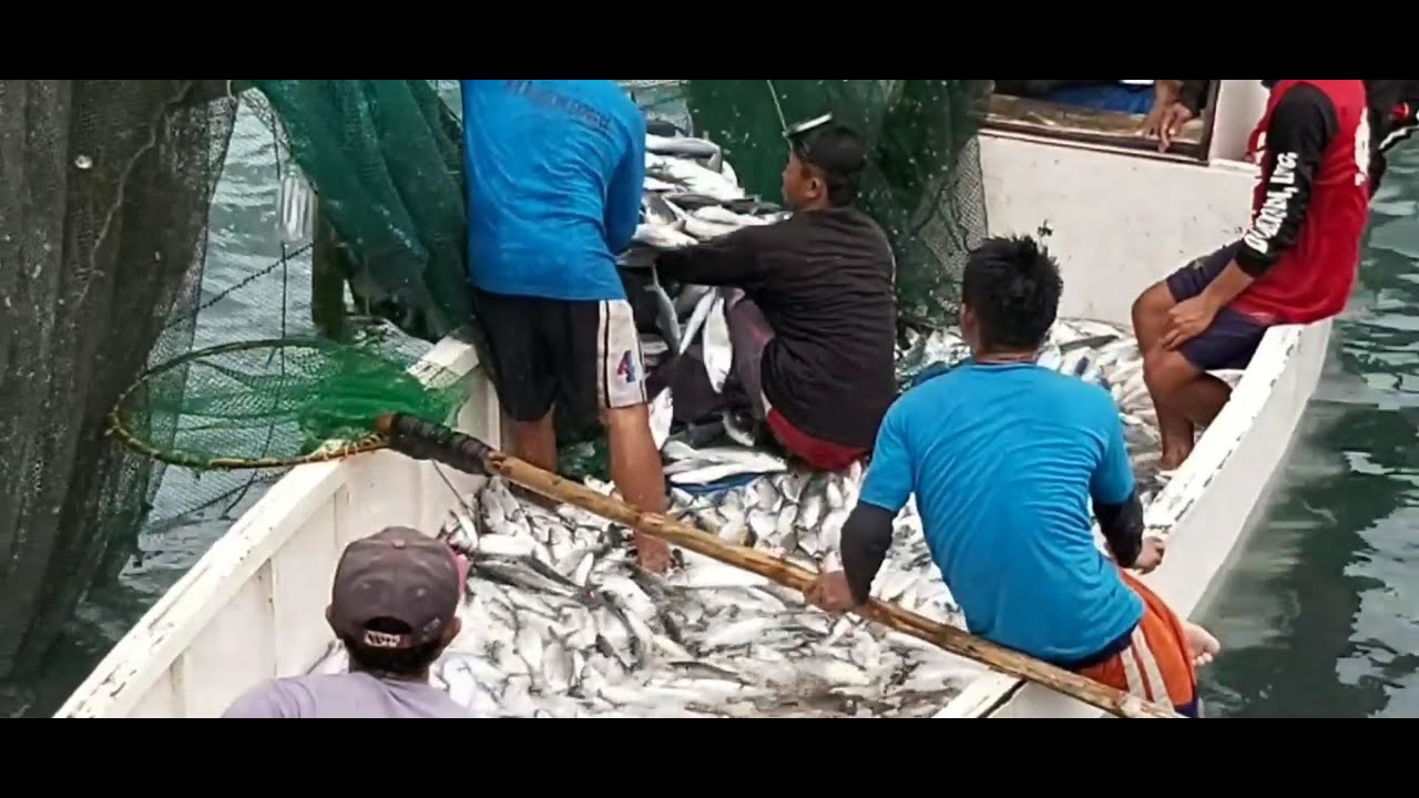 Fish harvest at Foreigner farming in the Philippines fish pen - YouTube