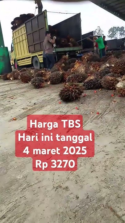 Harga TBS 4 Maret 2025 #viralshorts #shorts #hargasawit #pejuangkeluarga #sawitbuahpasir - YouTube