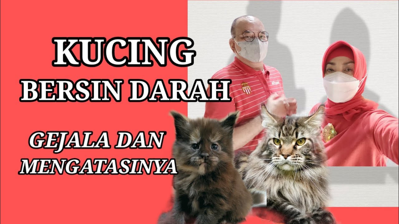 Kucing bersih darah, Gejala dan cara mengatasinya - YouTube